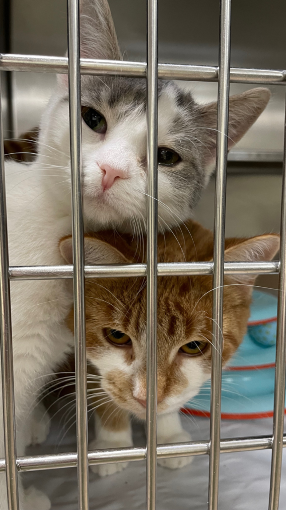 Over 45 Cats Were Brought into Our Care from an Overcrowded Facility ...