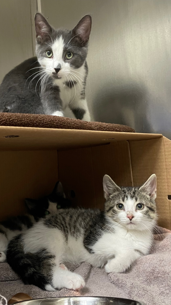 Over 45 Cats Were Brought into Our Care from an Overcrowded Facility ...