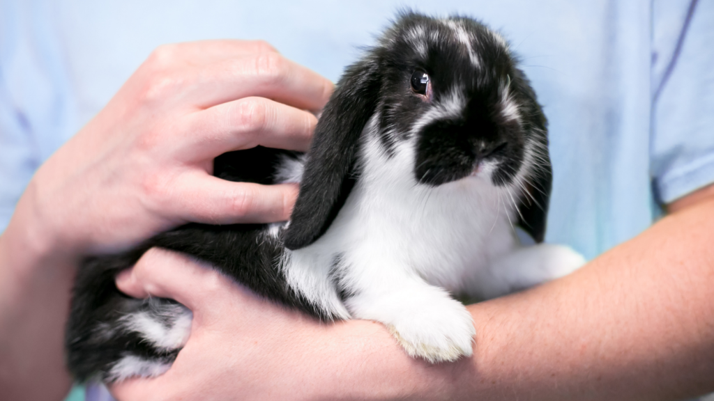 Why You Should Consider Adopting a Rabbit - Toronto Humane Society
