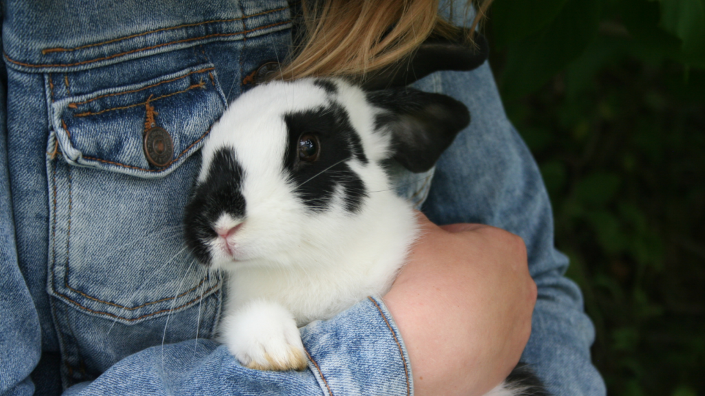 Canada Officially Bans Cosmetic Testing on Animals - Toronto Humane Society