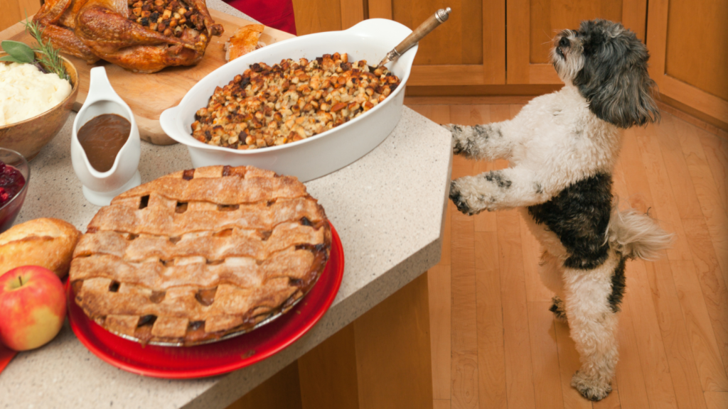 Thanksgiving Pet Safety - Toronto Humane Society