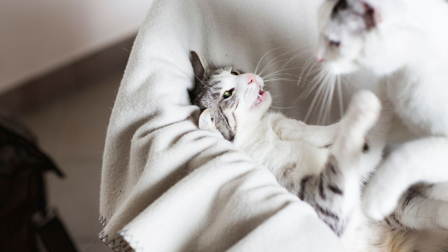 Dealing with Inter-cat Aggression - Toronto Humane Society