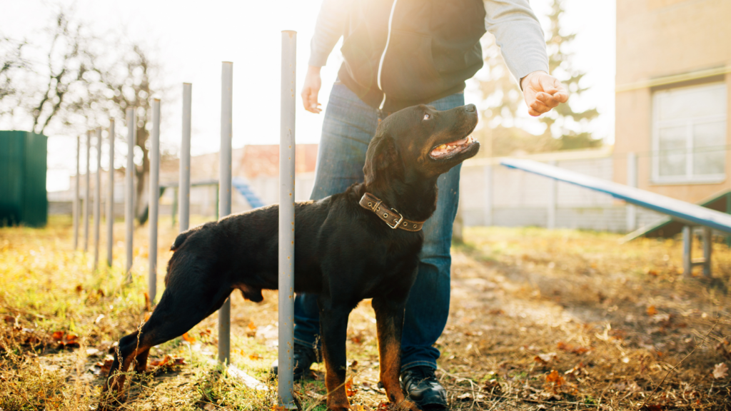 Does Dominance Play a Role in Dog Training? - Toronto Humane Society