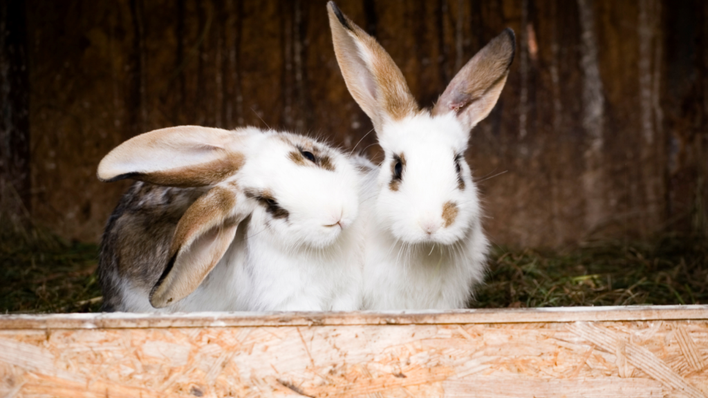 Better Together – Why You Should Adopt a Pair of Bonded Bunnies ...