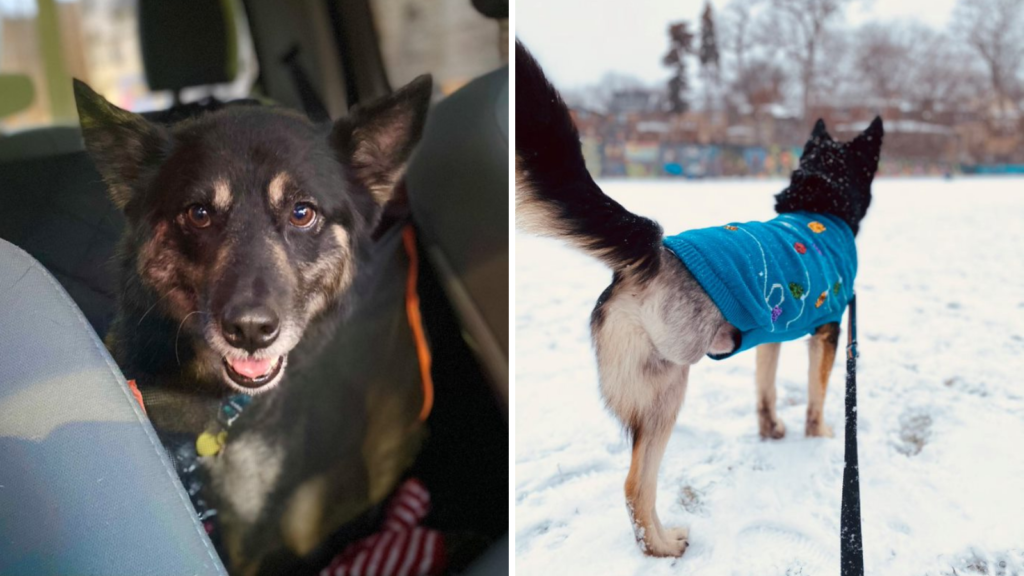 Home Toronto Humane Society