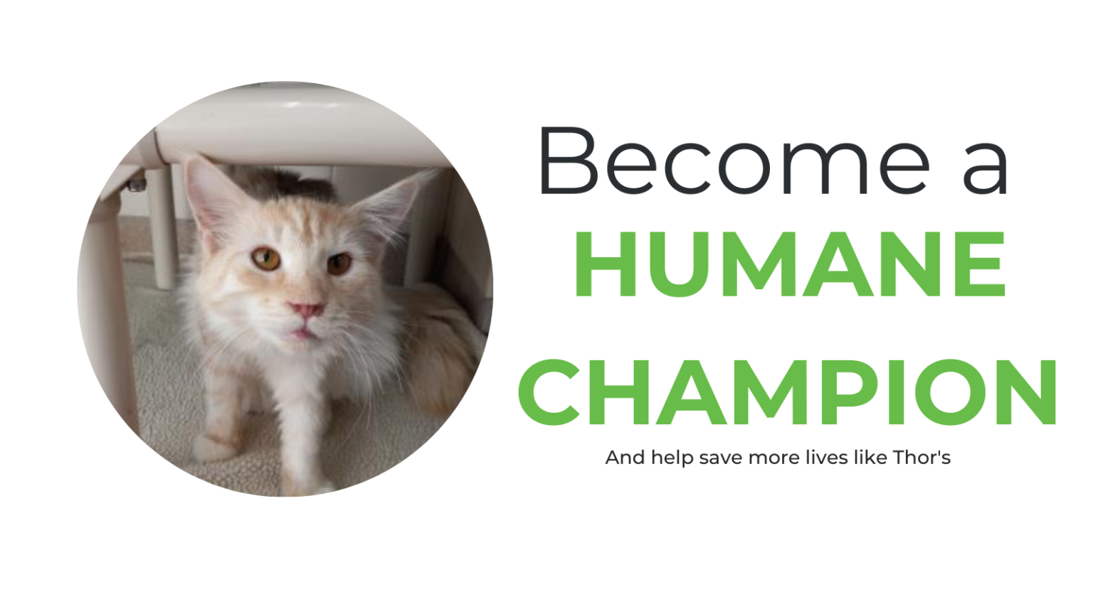 Thor - Toronto Humane Society