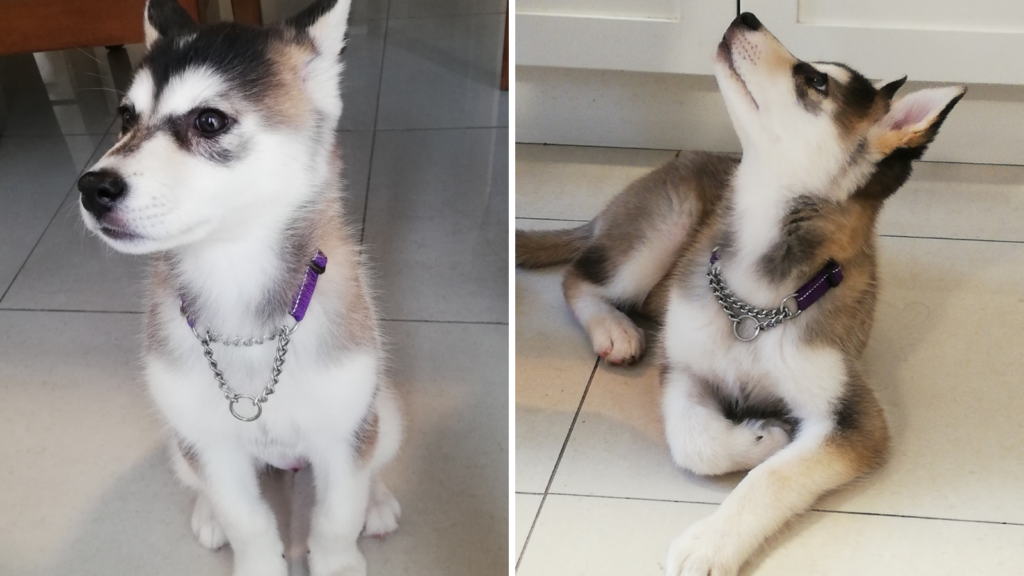 Snap - Toronto Humane Society