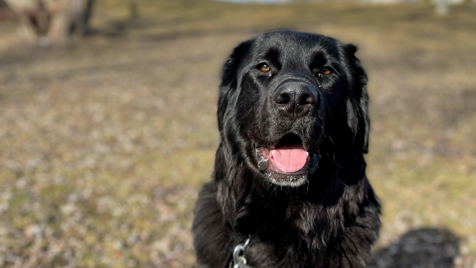 Howie - Toronto Humane Society