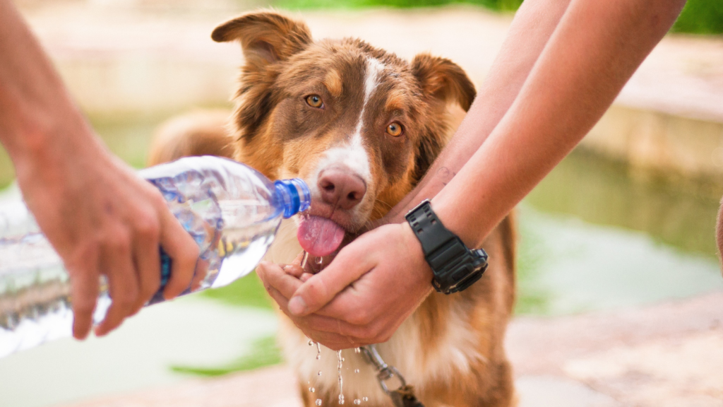 Help Your Pets Beat the Heat This Summer - Toronto Humane Society