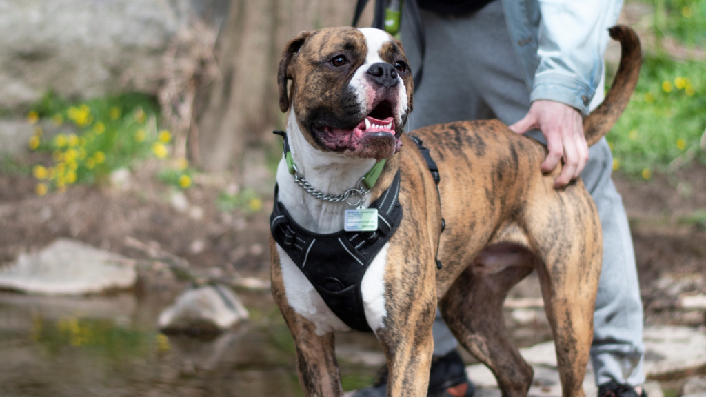 This Transfer Pup was Given a Second Chance to Be Healthy and Happy ...