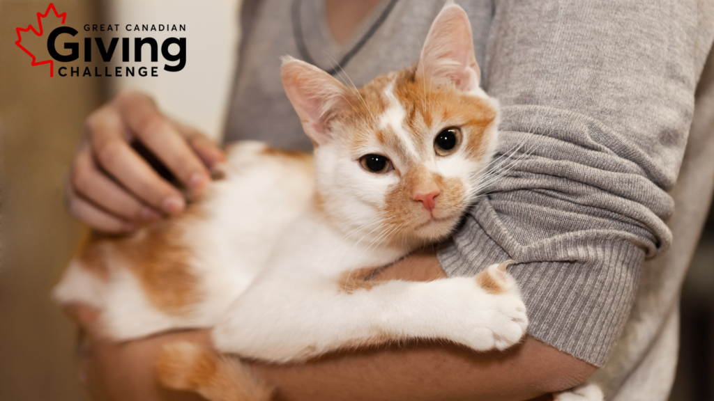 You Could Help 1,100 Families Stay Together - Toronto Humane Society