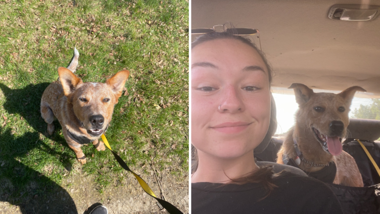 Home - Toronto Humane Society