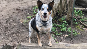 Home - Toronto Humane Society