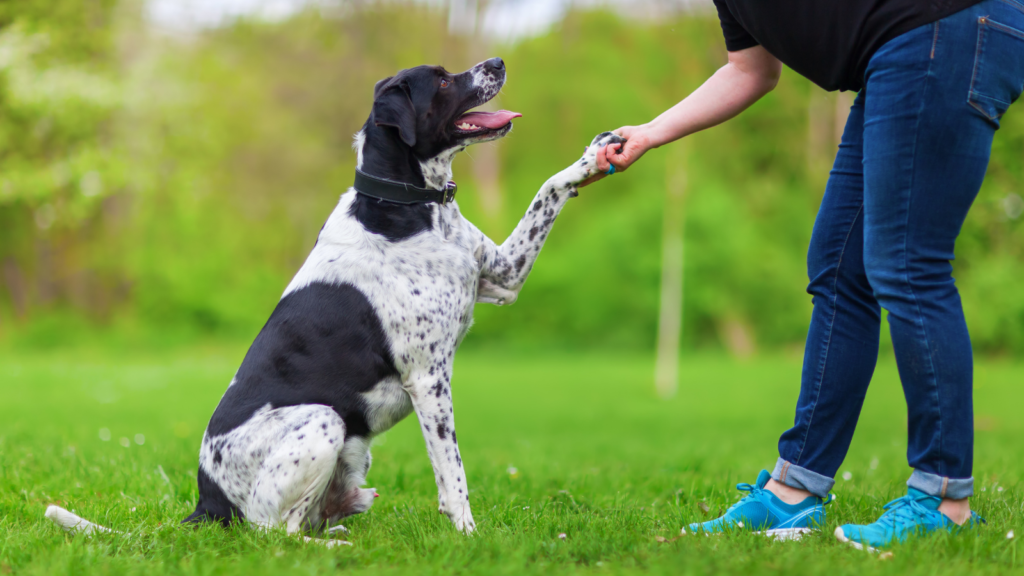 Our Training Teams Go Above And Beyond To Improve The Lives Of Animals our-training-teams-go-above-and-beyond-to-improve-the-lives-of-animals