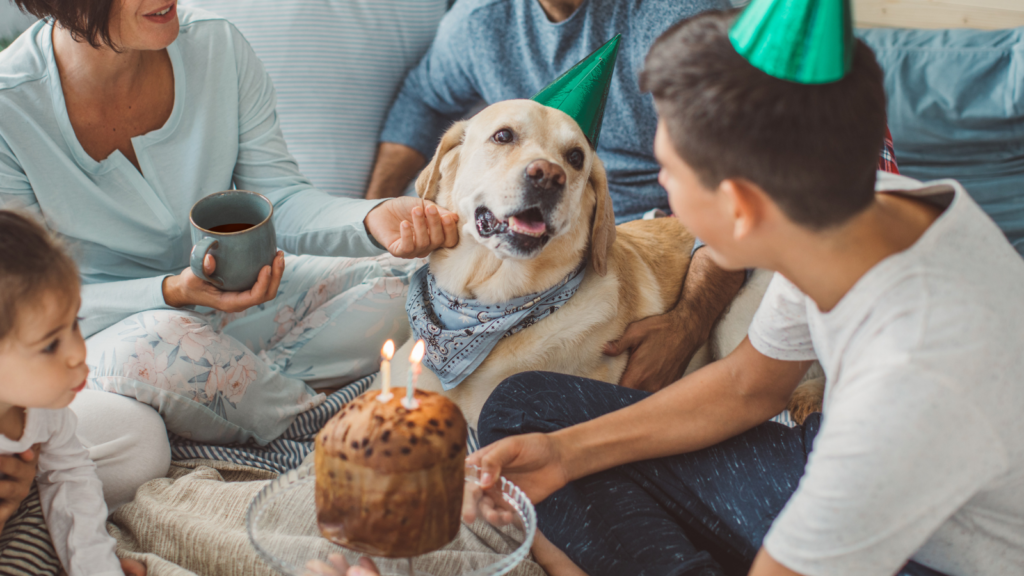 ECHOage your Party and Help Pets in Need - Toronto Humane Society