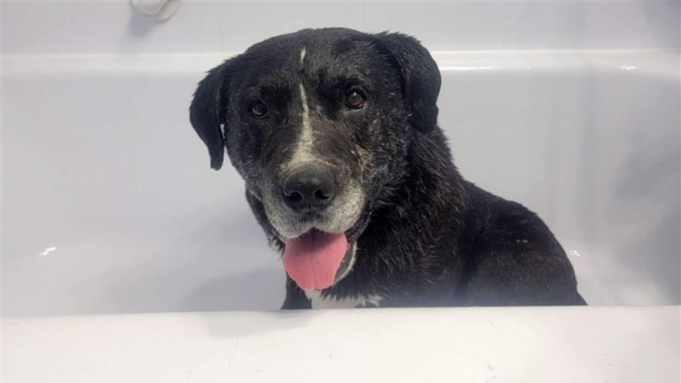 Bryce - Toronto Humane Society