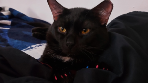 Chucky - Toronto Humane Society