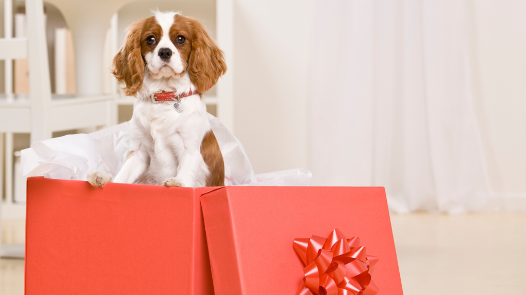 Is it a Good Idea to Give Pets as Gifts? - Toronto Humane Society