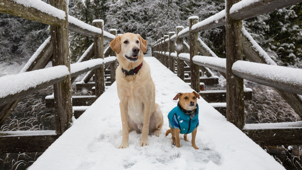 11 Winter Safety Tips - Toronto Humane Society
