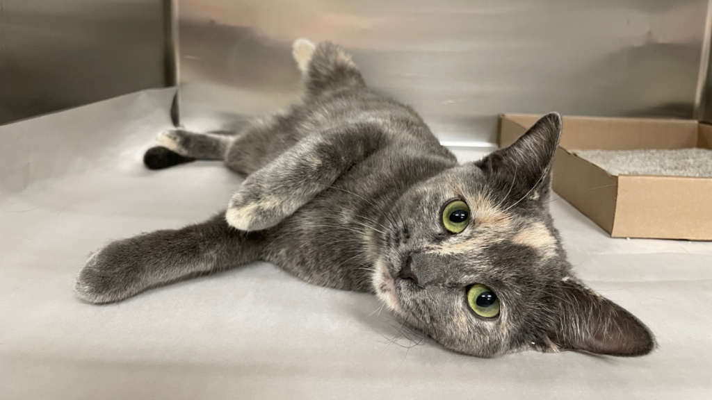 Over 45 Cats Were Brought into Our Care from an Overcrowded Facility ...