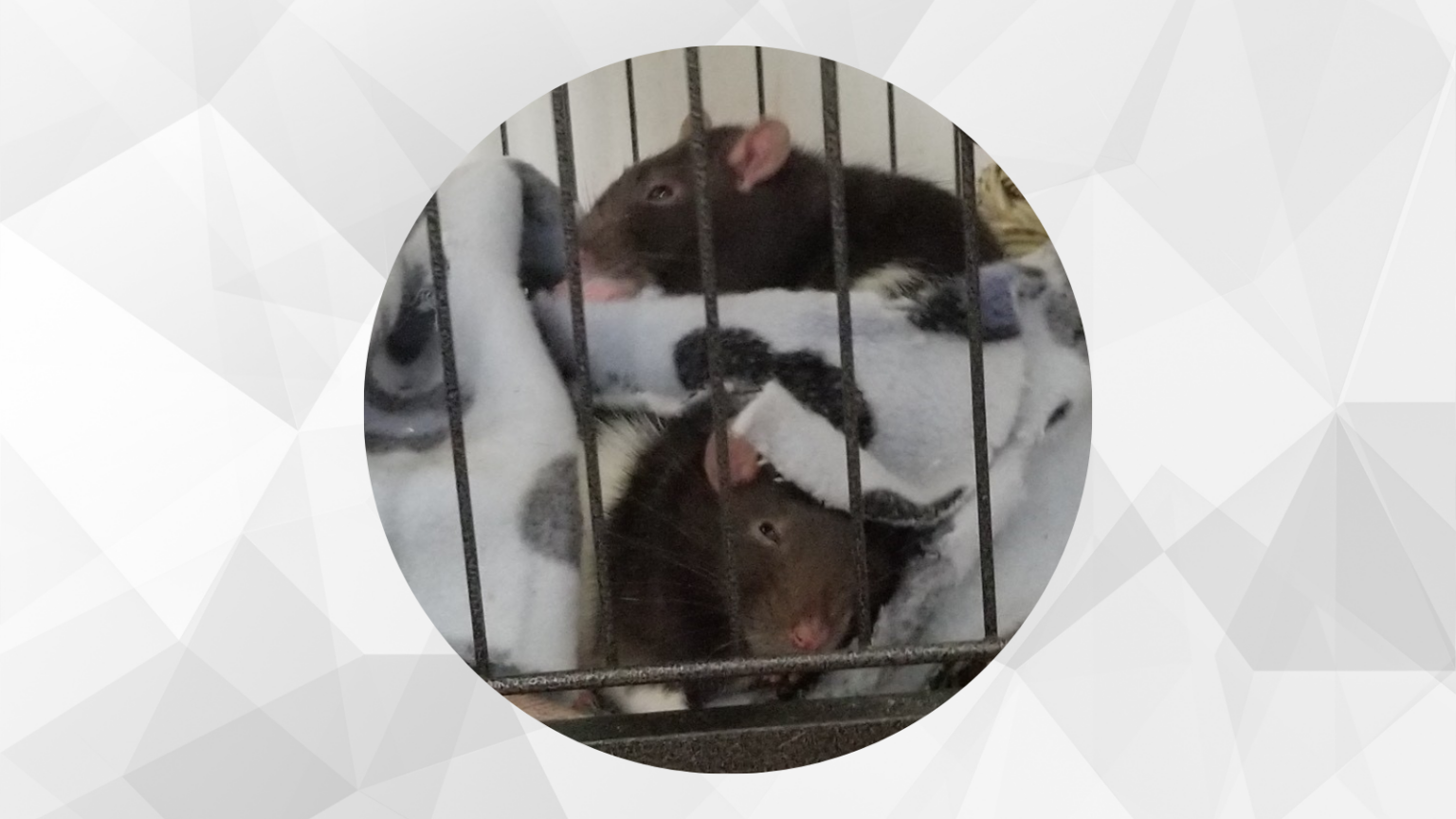 Merry and Pippin - Toronto Humane Society