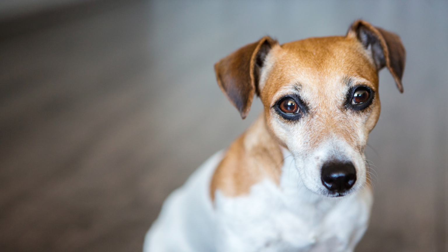 Ways to Heal and Cope After Losing a Pet - Toronto Humane Society