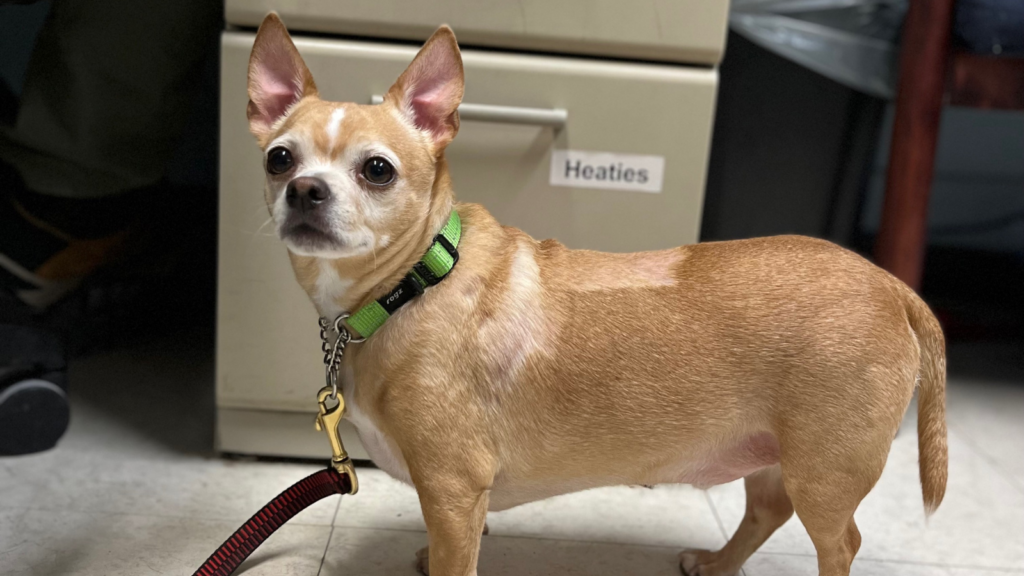 Beetle’s Miraculous Recovery After Being Bitten by a Large Dog ...