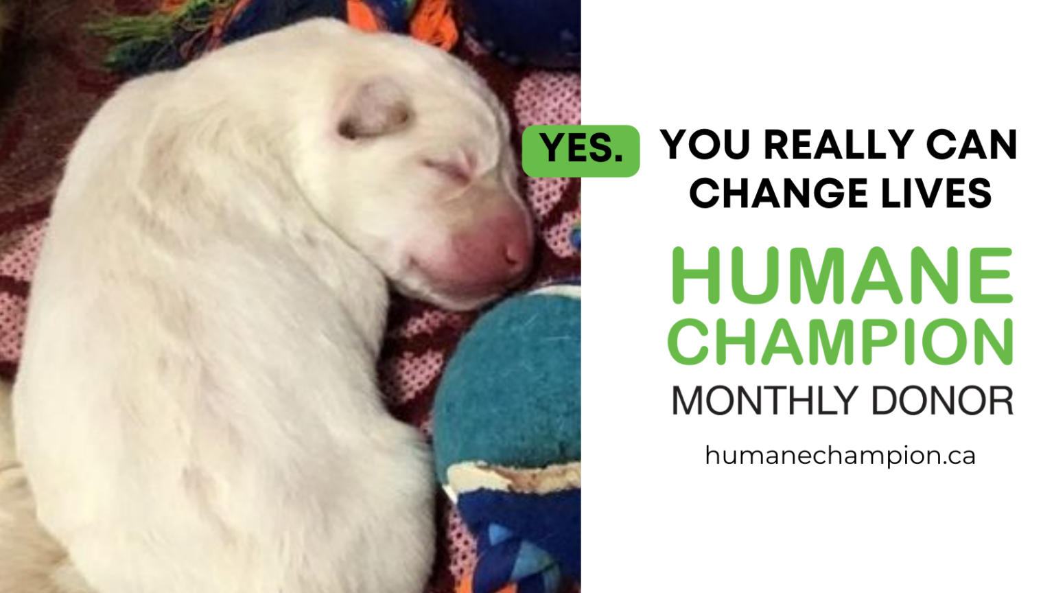 Kodak - Toronto Humane Society