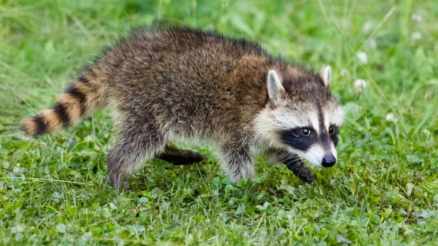 New Toronto Animal Bylaw Encourages Residents to Respect the Natural ...