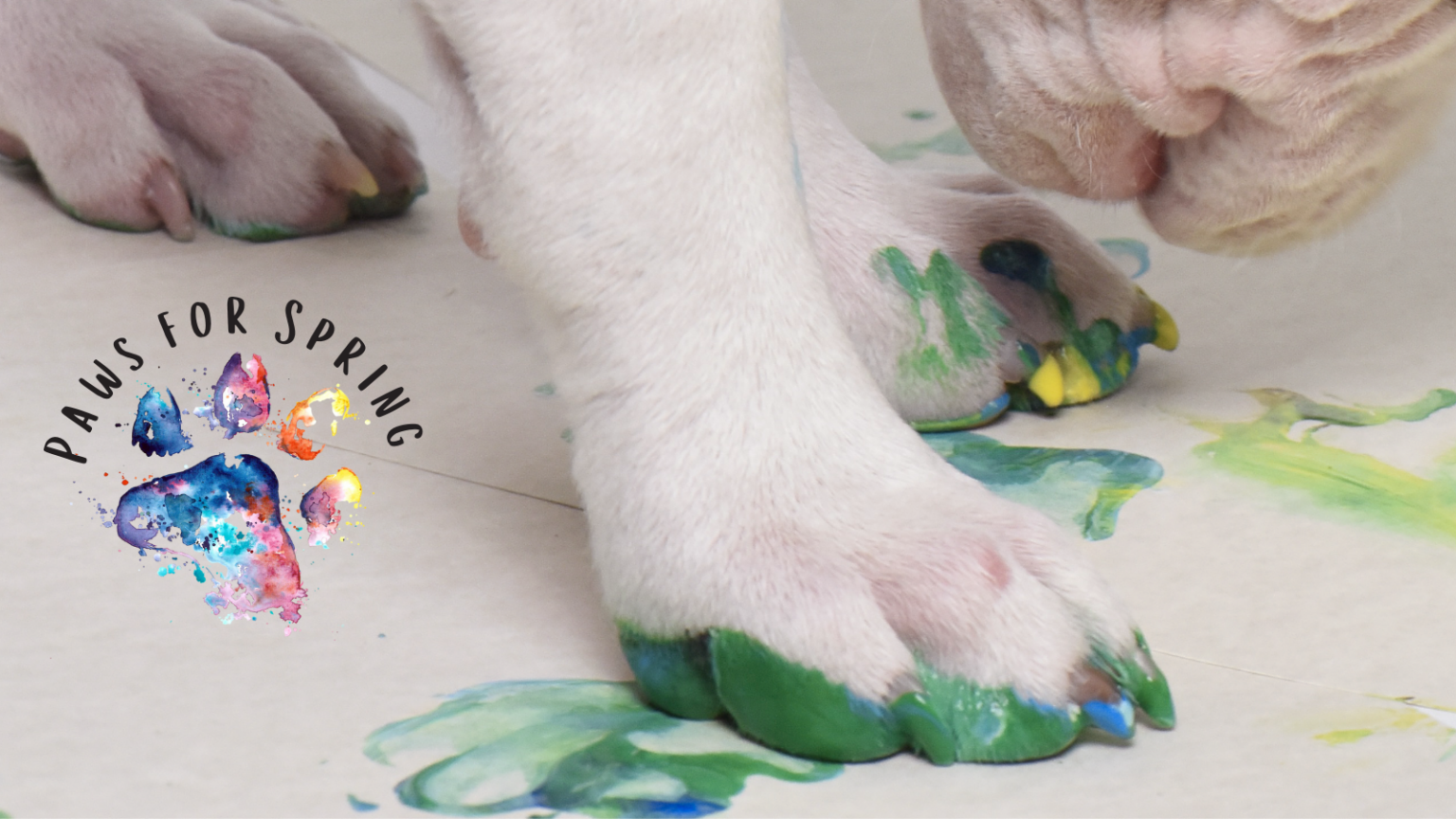 Adorable Puppies Create Paw Print Masterpieces - Toronto Humane Society