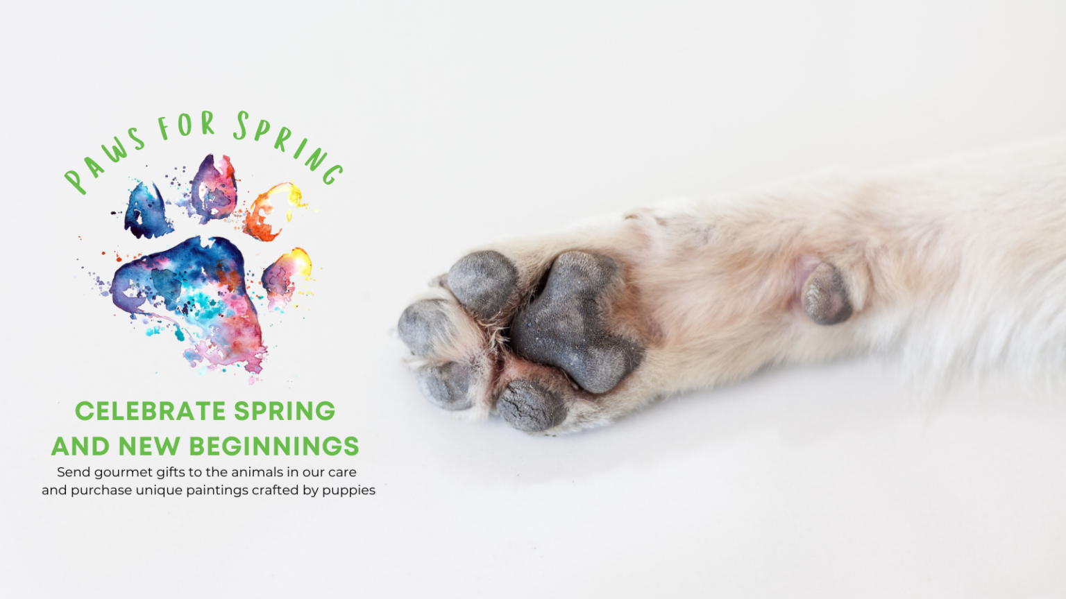 Paws for Spring - Toronto Humane Society