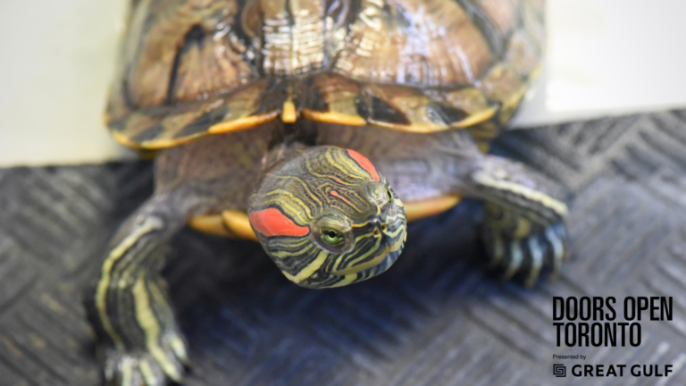 Visit us for Doors Open Toronto - Toronto Humane Society