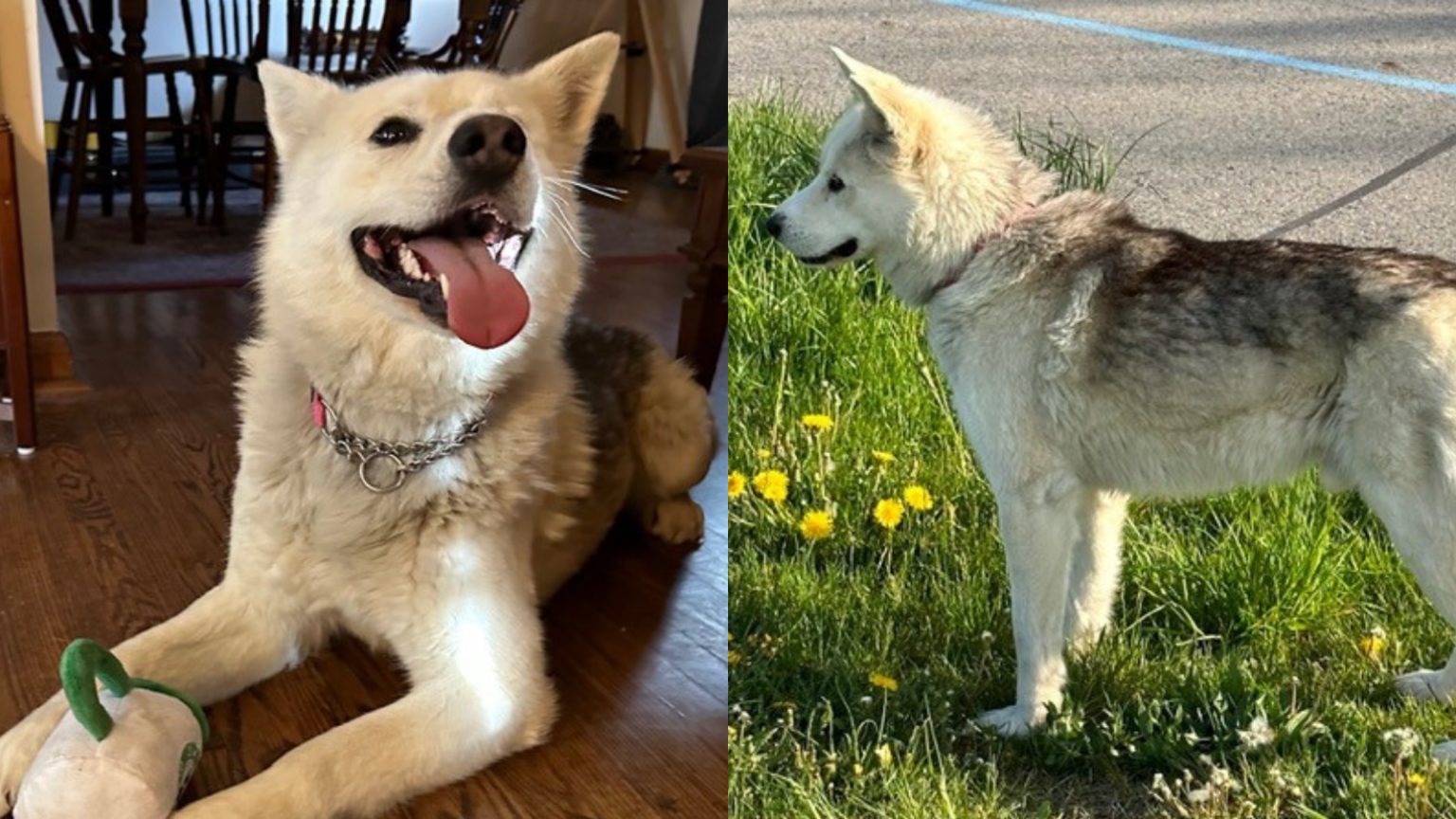 Wolf - Toronto Humane Society