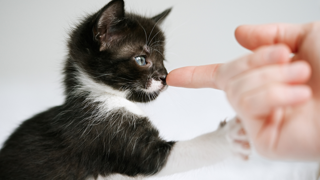 Kitten Care - Tips for Raising Healthy and Happy Kittens - Toronto ...