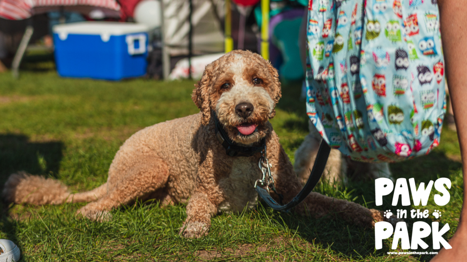 Get Ready for Paws in the Park 2023 - Toronto Humane Society