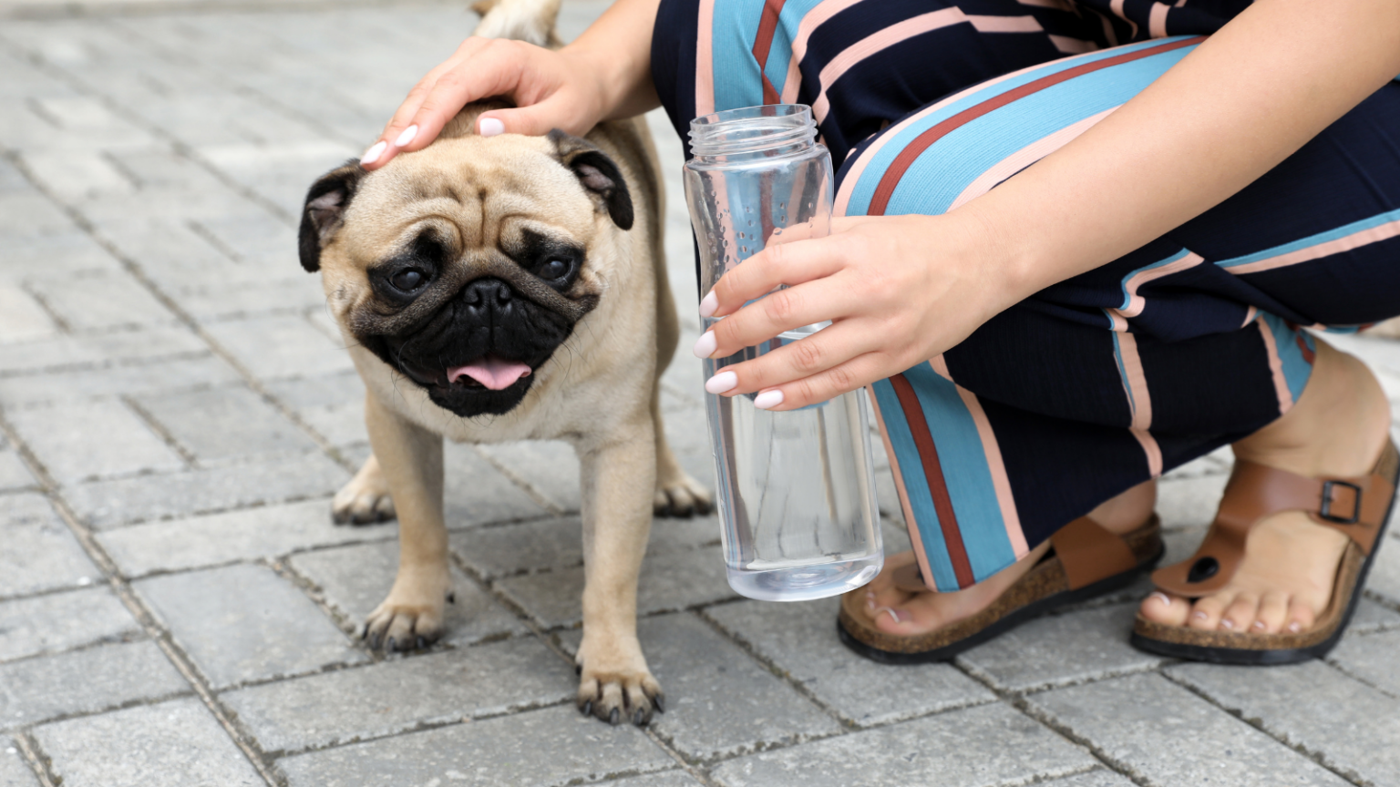 Protect Your Pets From Heatstroke - Toronto Humane Society