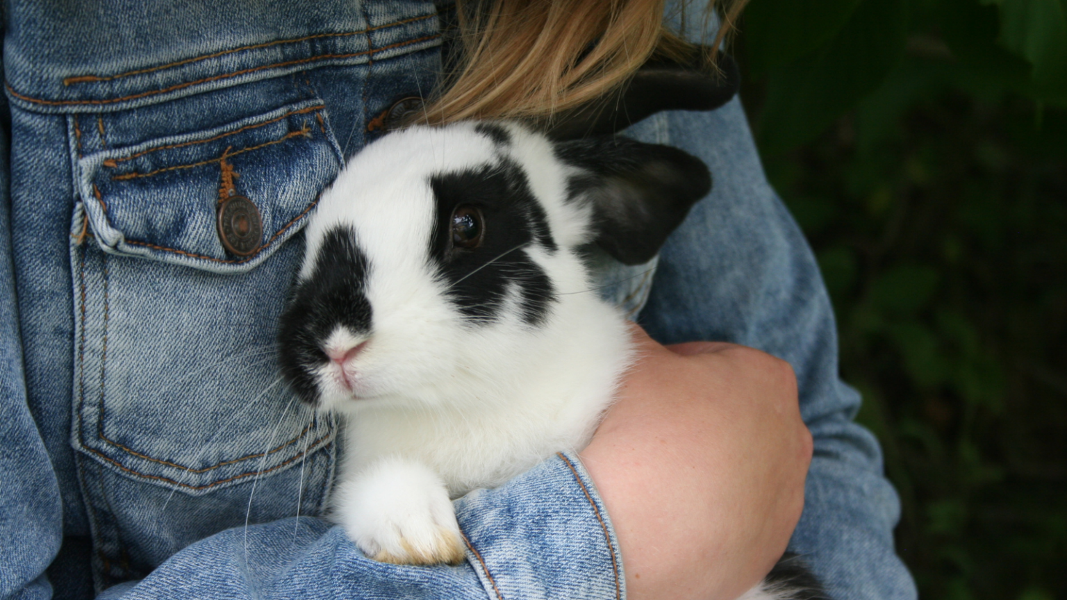 Keeping Your Rabbit Happy: Here’s What You Need to Know - Toronto ...