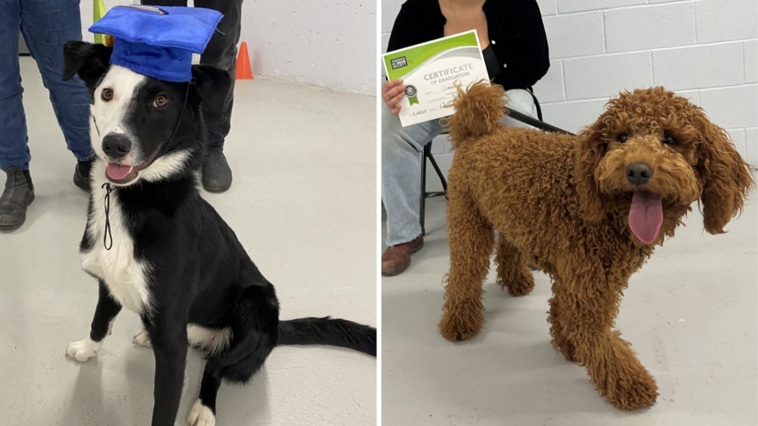 Teaching Your Dog the Basics – Enroll in Our Foundation Skills Training ...