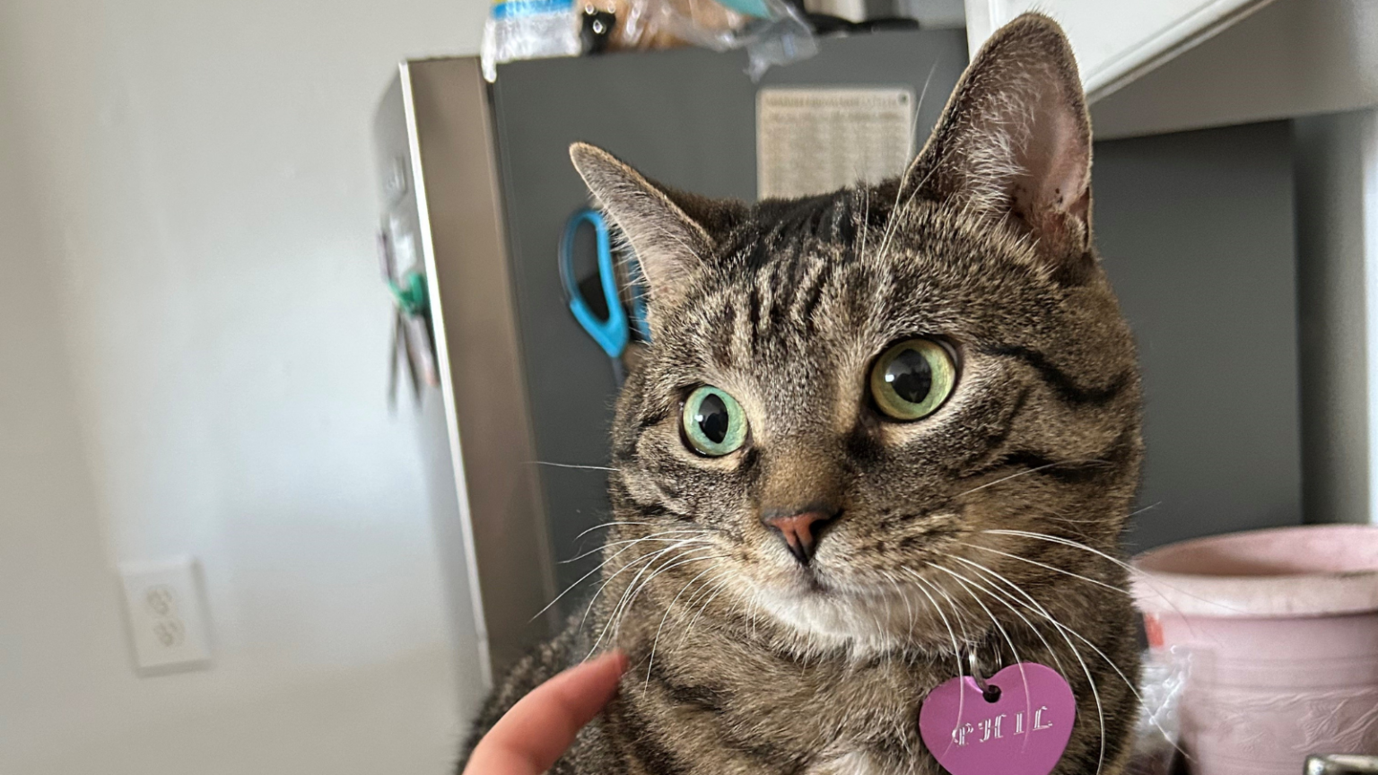 Phil - Toronto Humane Society