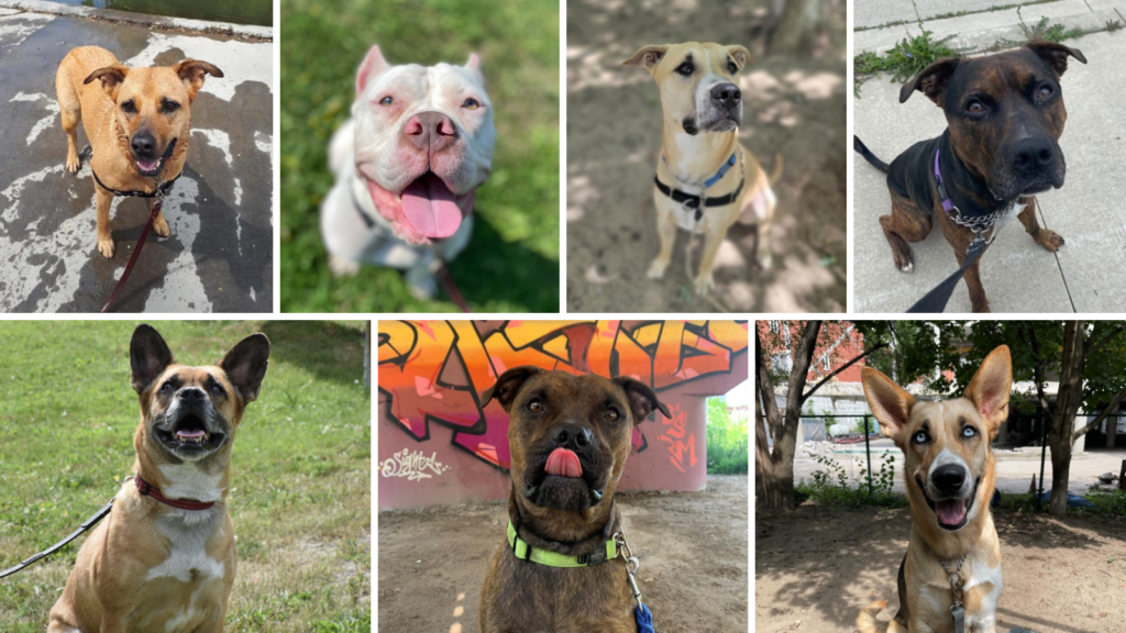 Celebrate International Dog Day by Helping 7 Long Stay Dogs Find their ...