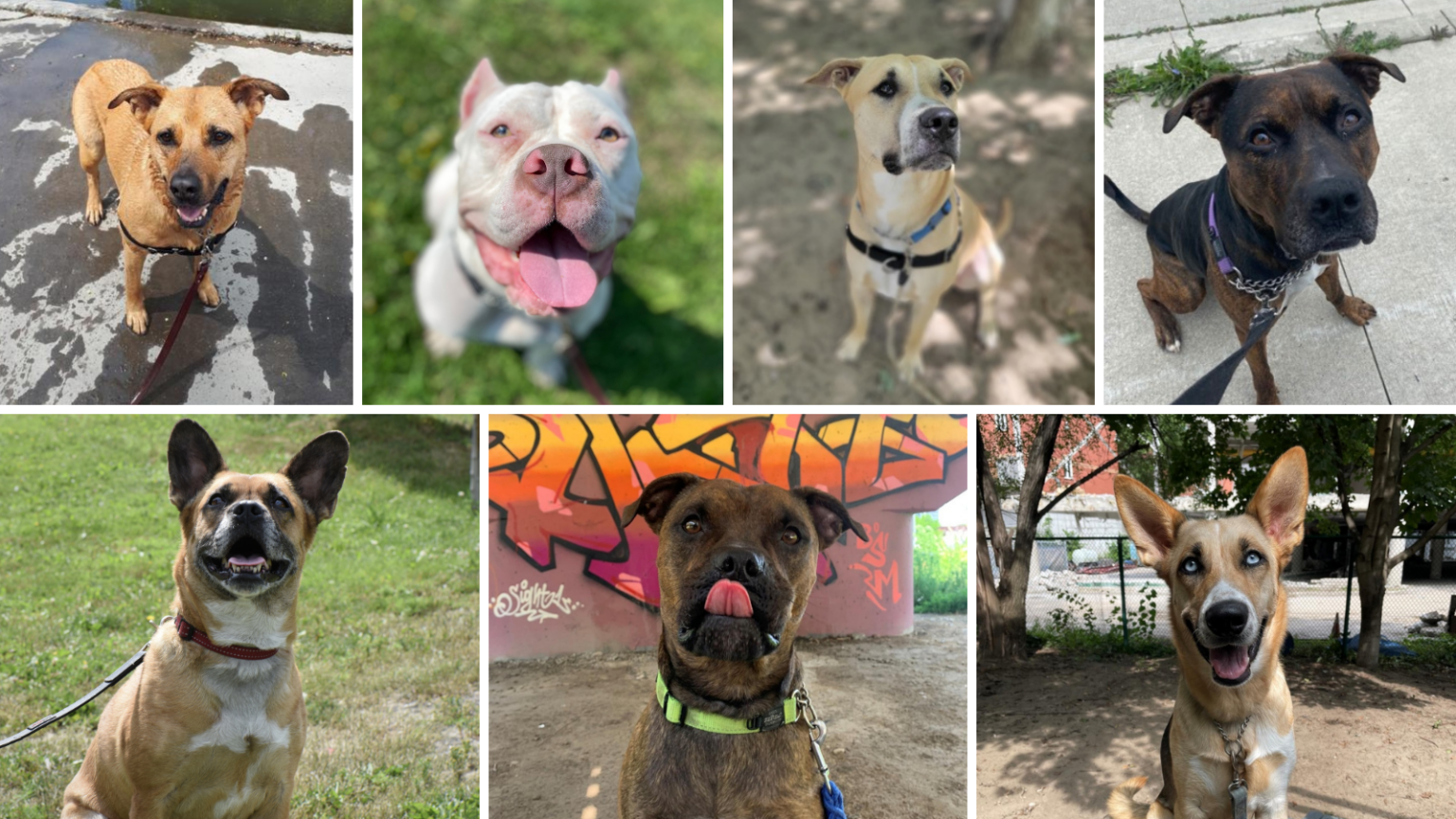 Celebrate International Dog Day by Helping 7 Long Stay Dogs Find their ...