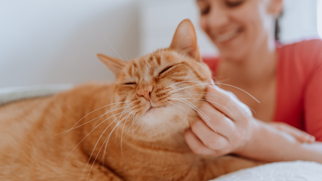 Caring for a Cat with Feline Immunodeficiency Virus (FIV) - Toronto ...