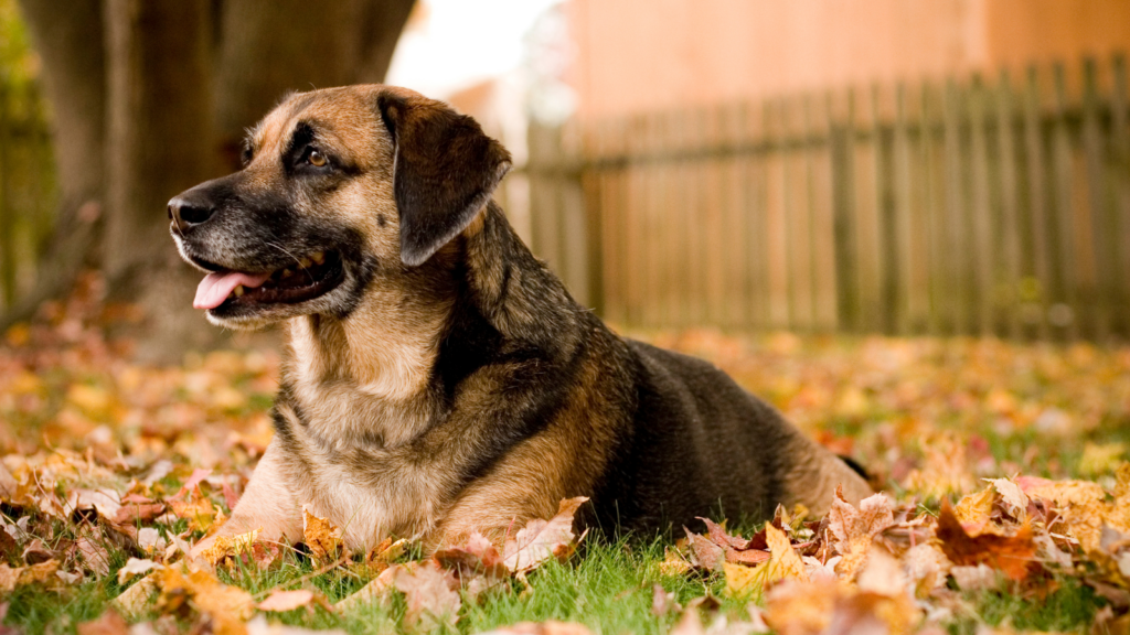 9 Autumn Safety Tips to Help Keep Your Pets Happy and Healthy - Toronto ...