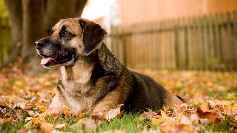 9 Autumn Safety Tips to Help Keep Your Pets Happy and Healthy - Toronto ...