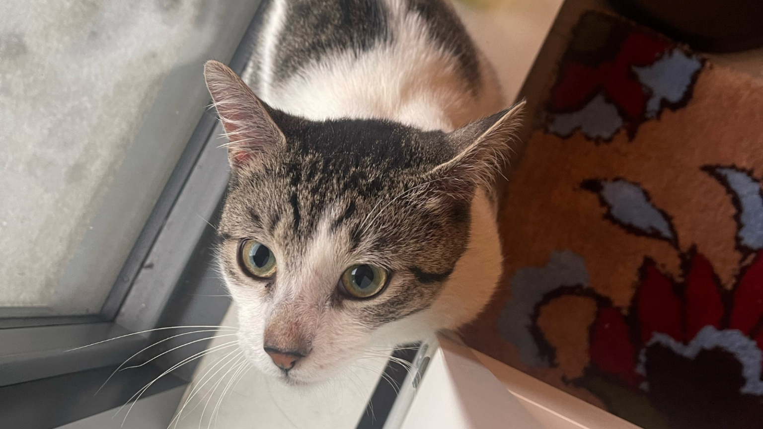 Cowboy Bebop - Toronto Humane Society