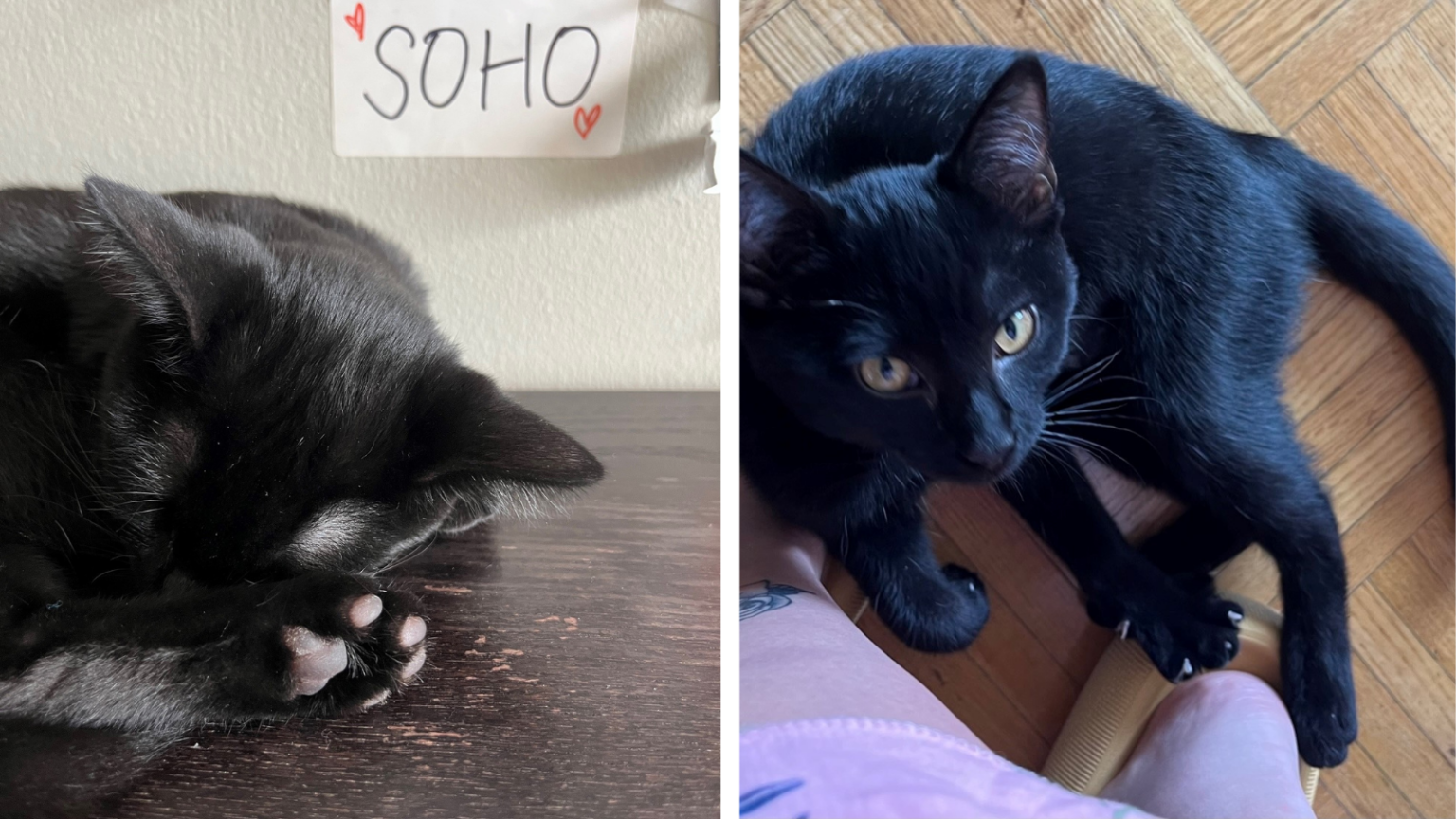 Soho - Toronto Humane Society