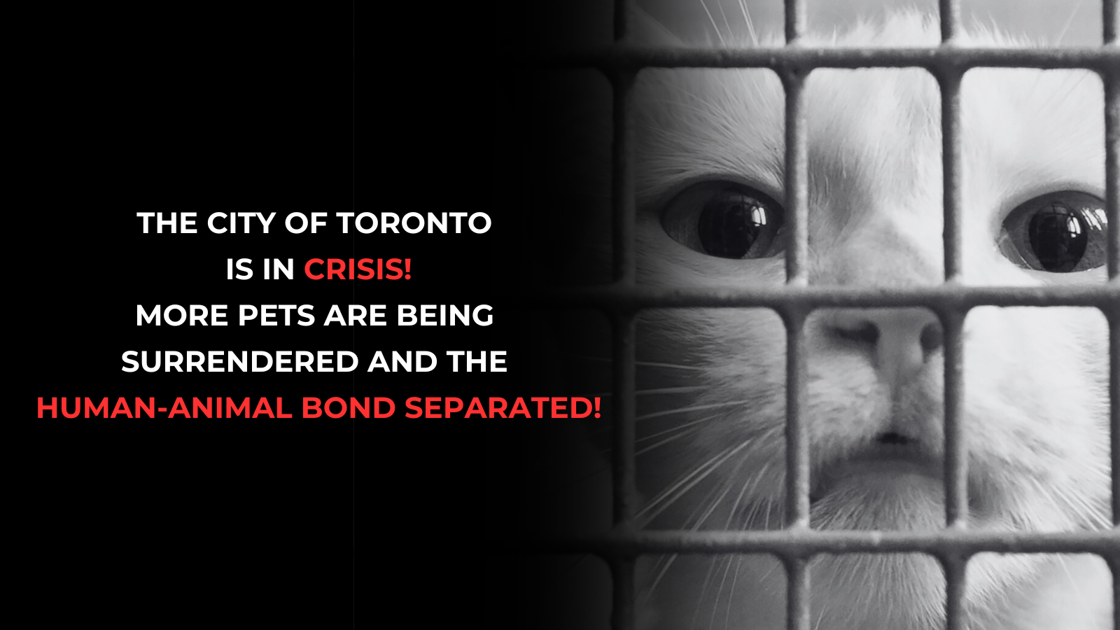 Toronto is in Crisis