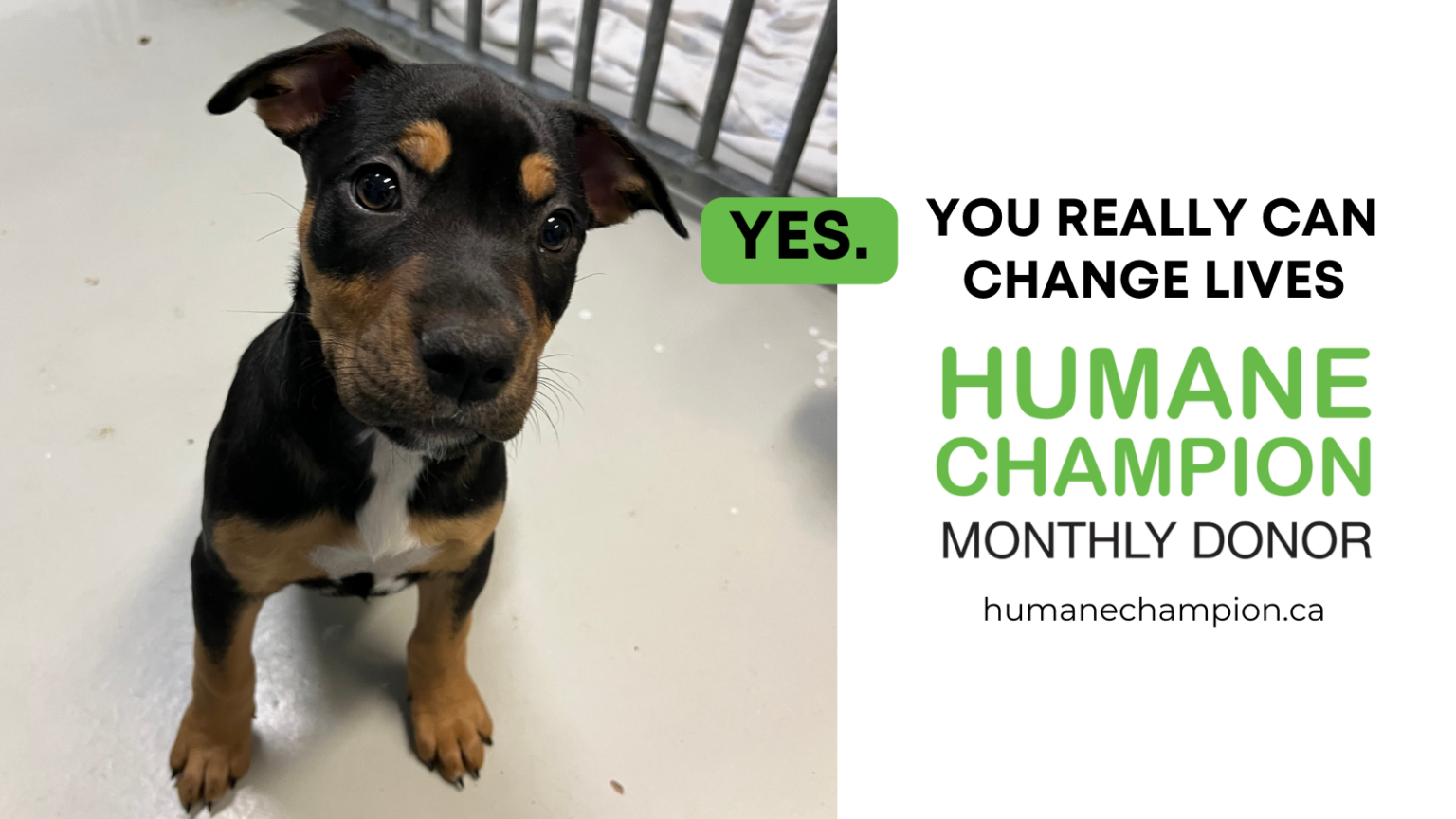 Cayenne - Toronto Humane Society