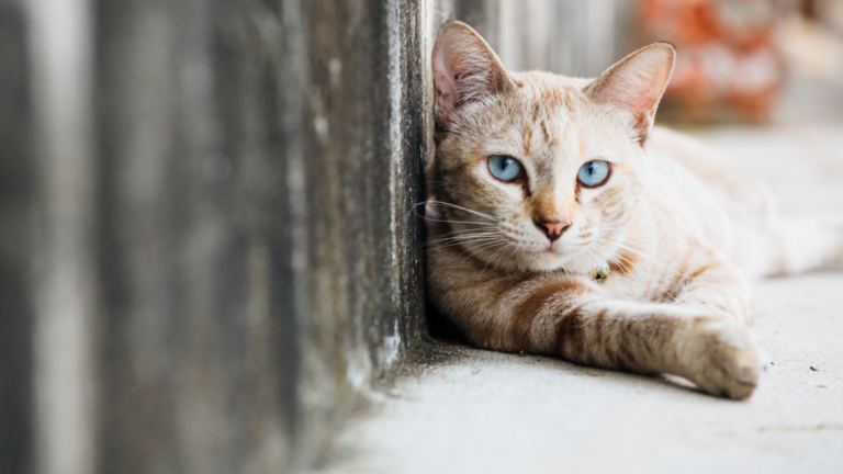 Understanding the Root Causes of Stray Pets: A Complex Challenge ...