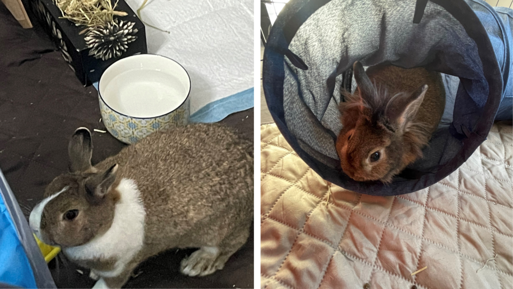 Terry and Korvo - Toronto Humane Society